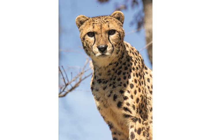 ZOO AFRICAN SAFARI - Billetterie Parc de loisirs - Le Guide des CSE ...