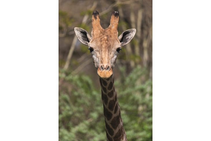 ZOO AFRICAN SAFARI - Billetterie Parc de loisirs - Le Guide des CSE ...