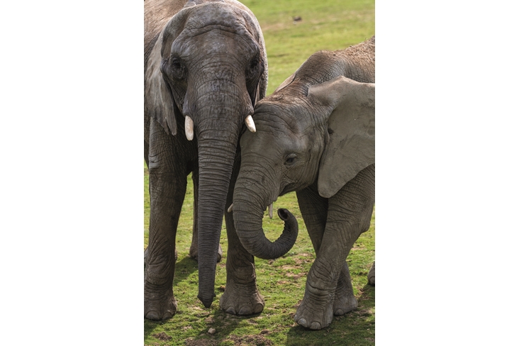 ZOO AFRICAN SAFARI - Billetterie Parc de loisirs - Le Guide des CSE ...