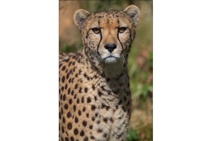 ZOO AFRICAN SAFARI - Billetterie Parc de loisirs - Le Guide des CSE ...